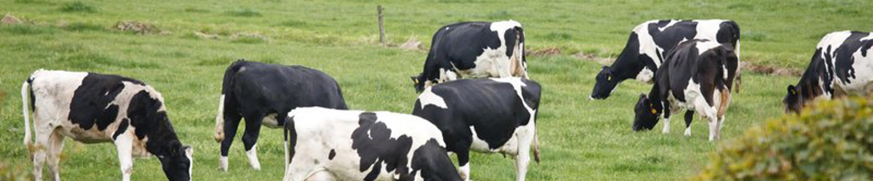A Closer Look at a Robotic Barn with Access to Grazing - DeLaval