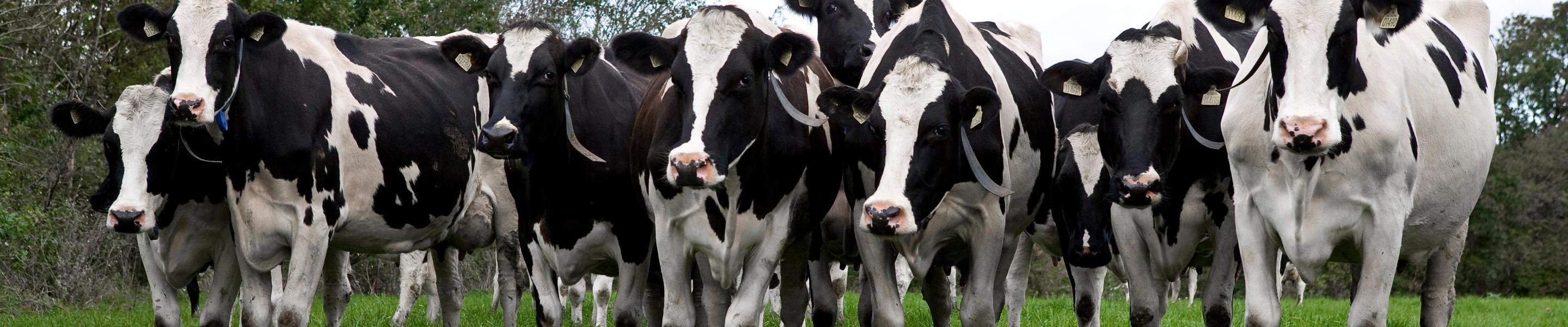 Teat Dips with Optimized Iodine - DeLaval