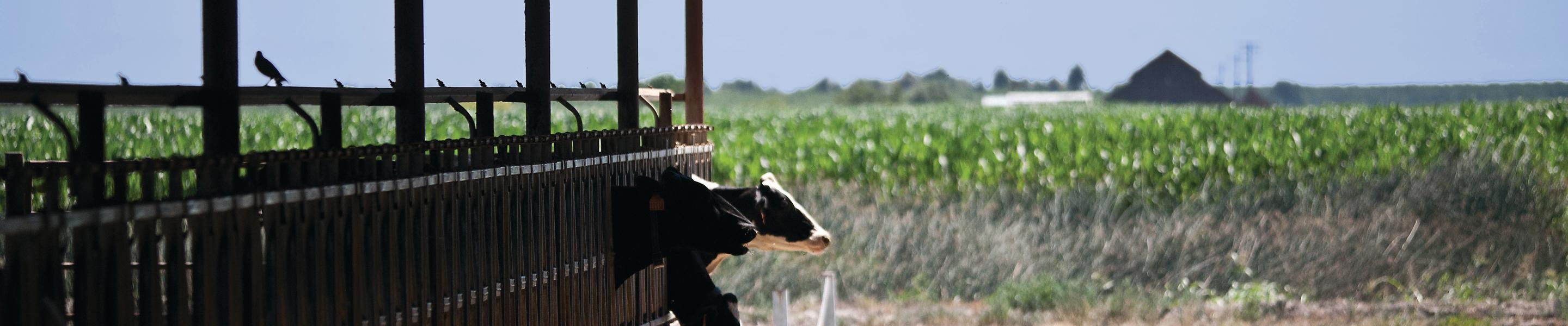 DeLaval Virtual Farm Tours - DeLaval
