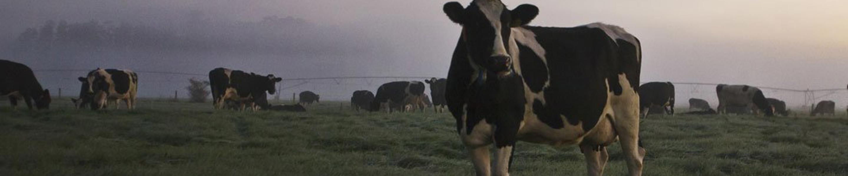 Happy, Healthy Cows Thanks to High-Tech Milkers - DeLaval