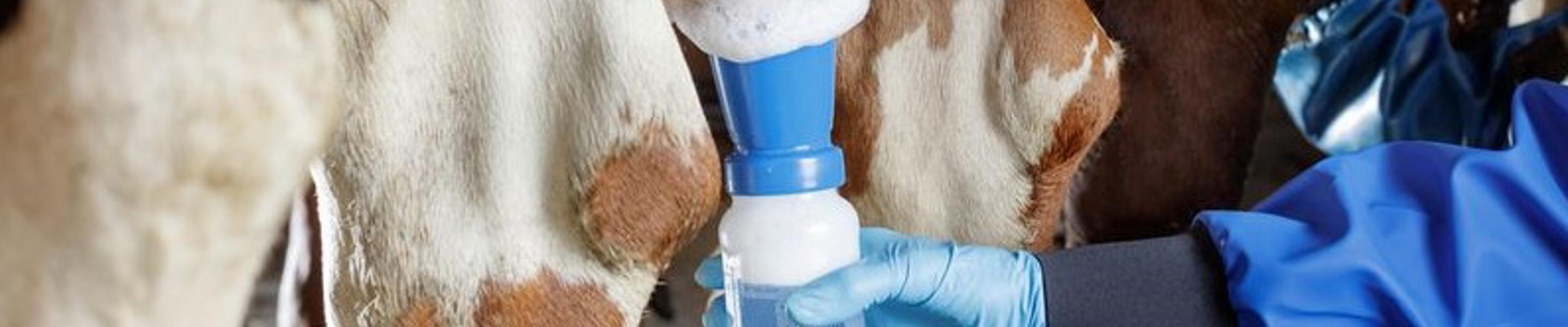Biofoam Plus nowy produkt - DeLaval