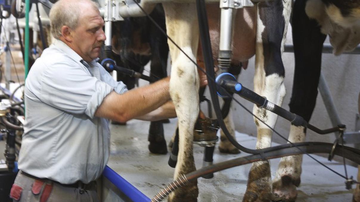 Rybinové dojírny - DeLaval