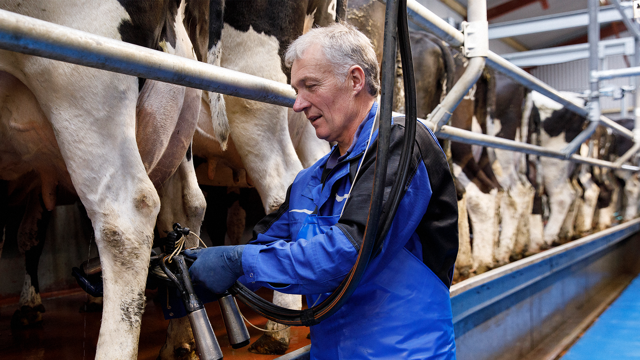 DeLaval balıkkılçığı sağımhane HB50 - DeLaval