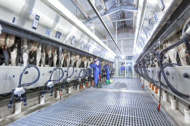Delaval Milking Parlour