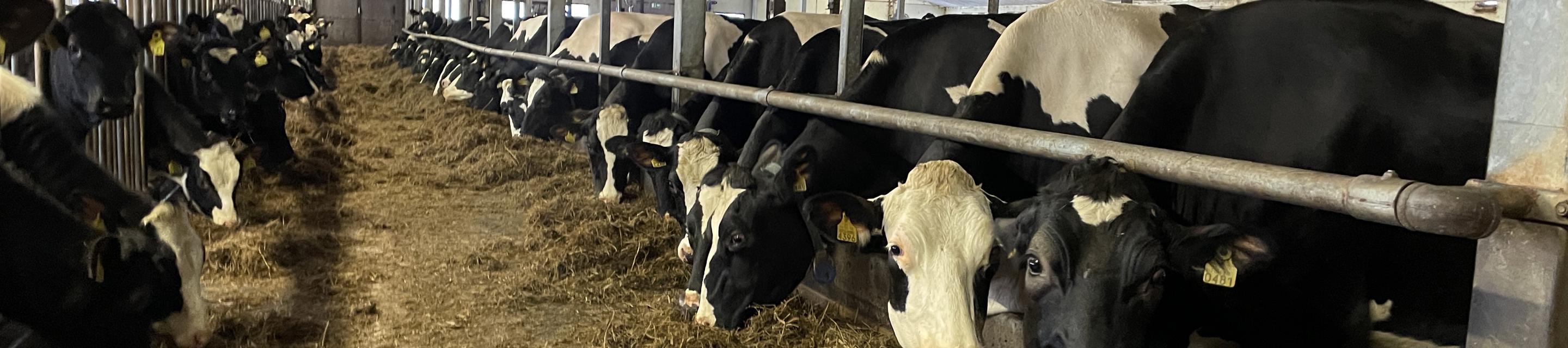 Miljoona litraa meijerimaitoa yhdellä DeLavalin VMS V310 ...