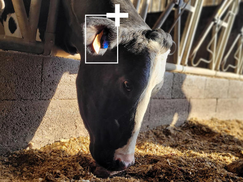 DeLaval Plus Behaviour Analysis - DeLaval