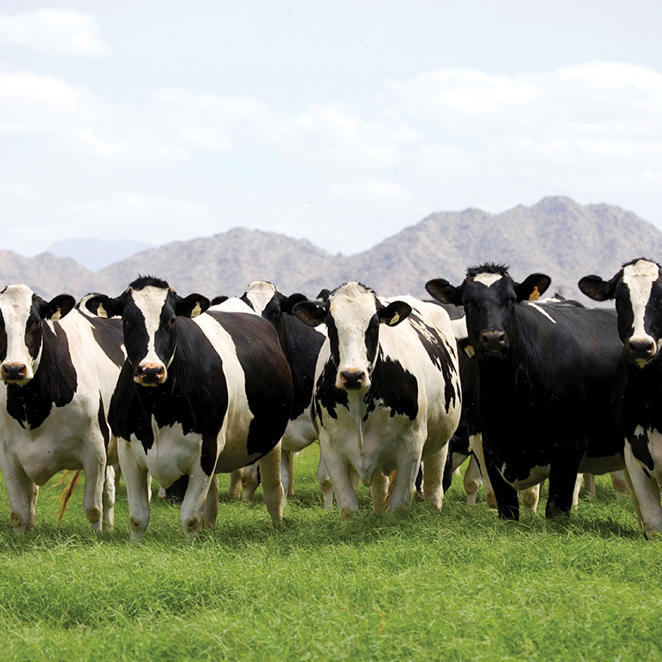 Longévité des vaches - DeLaval