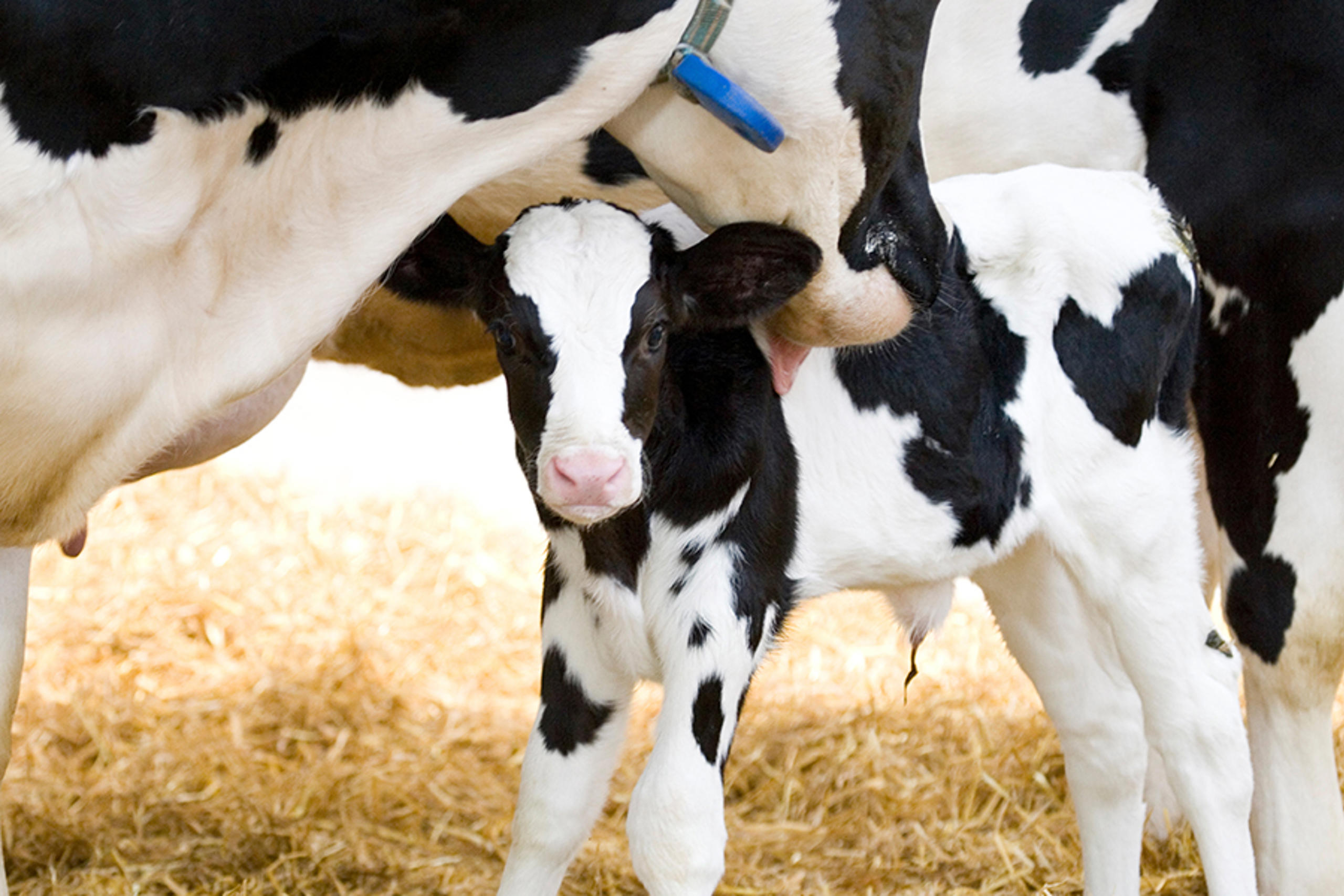 DeLaval VMS™ V310 - DeLaval