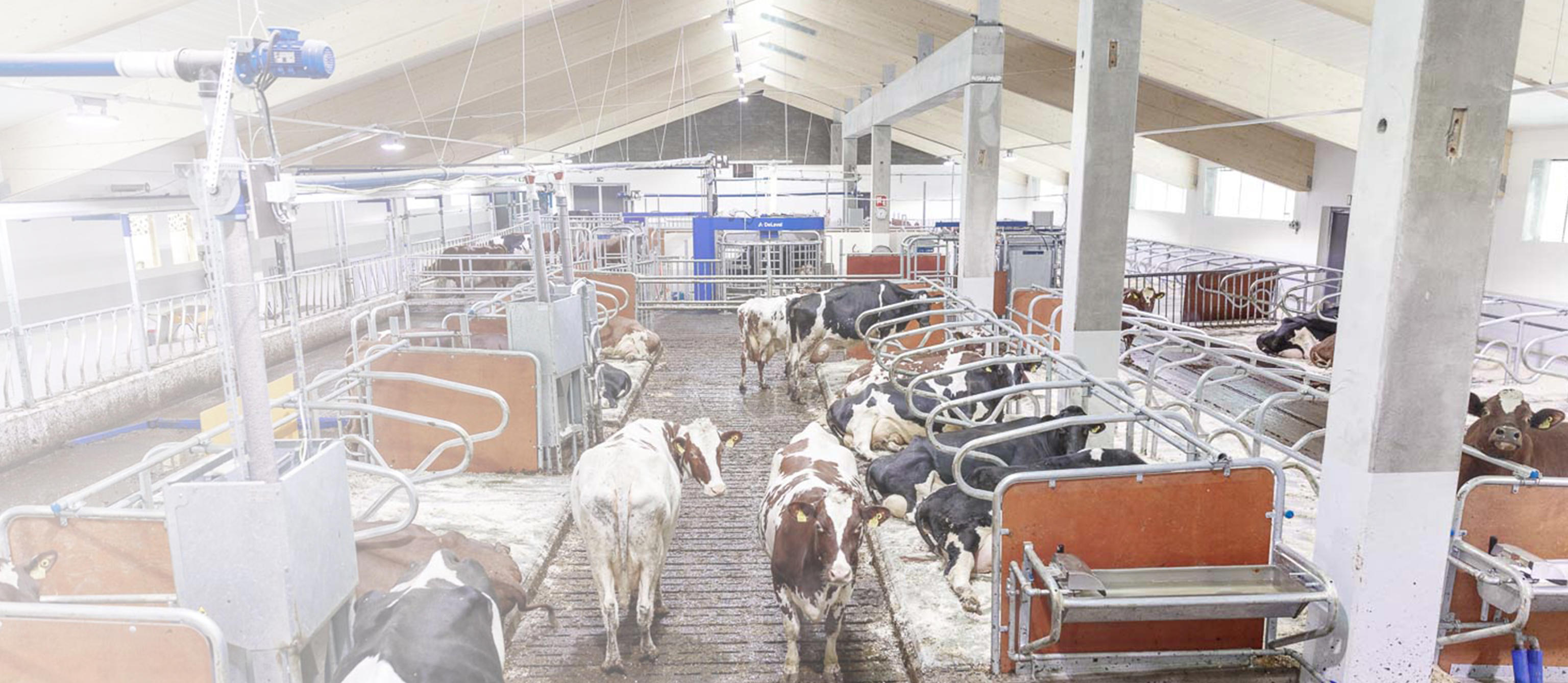 Kuhverkehr - DeLaval