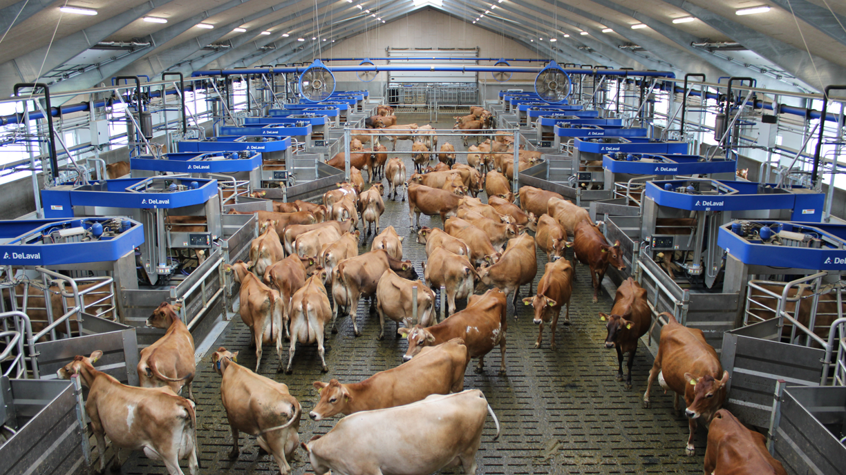 DeLaval VMS™ Batch Milking - DeLaval