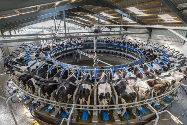 Rotary Milking Parlour