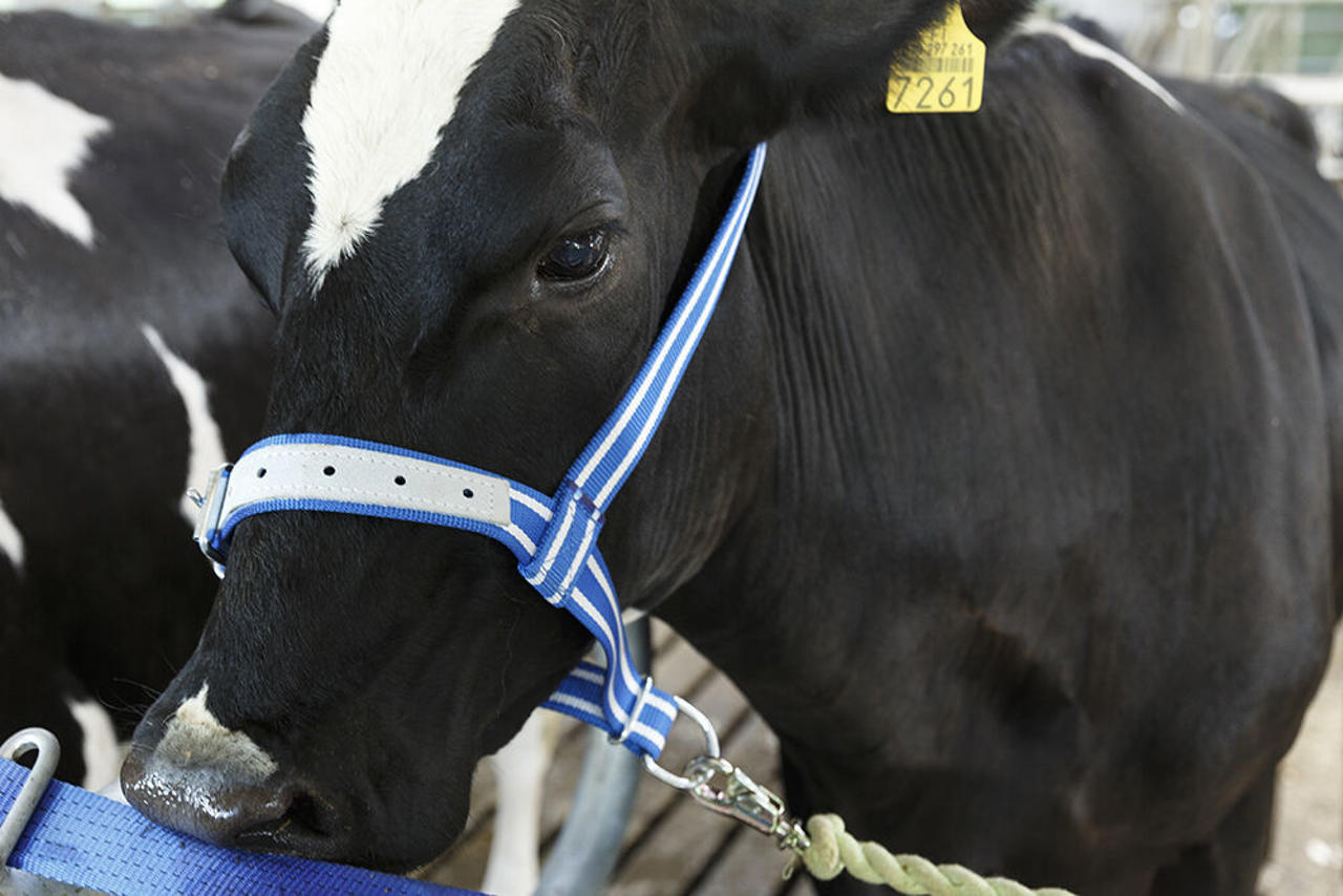DeLaval head collar cow - DeLaval