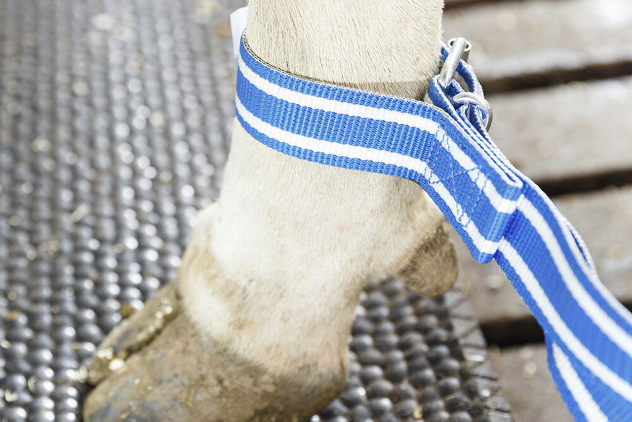 DeLaval anti split band - DeLaval