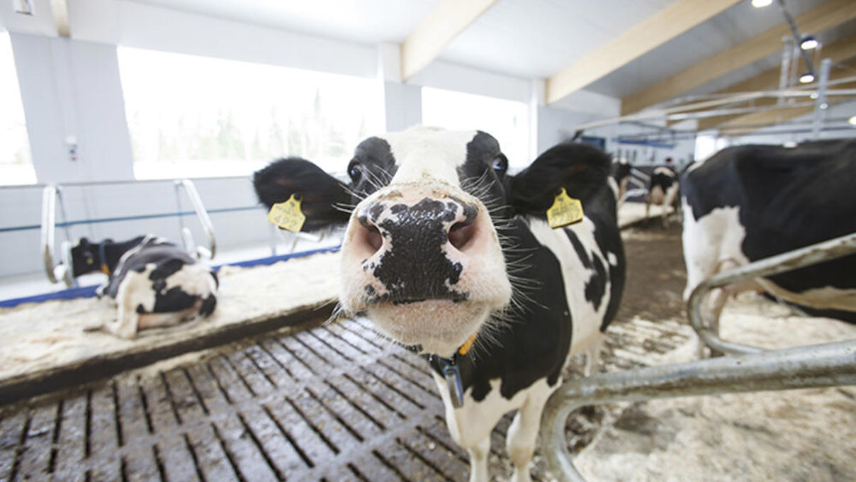 DeLaval body condition scoring BCS - DeLaval