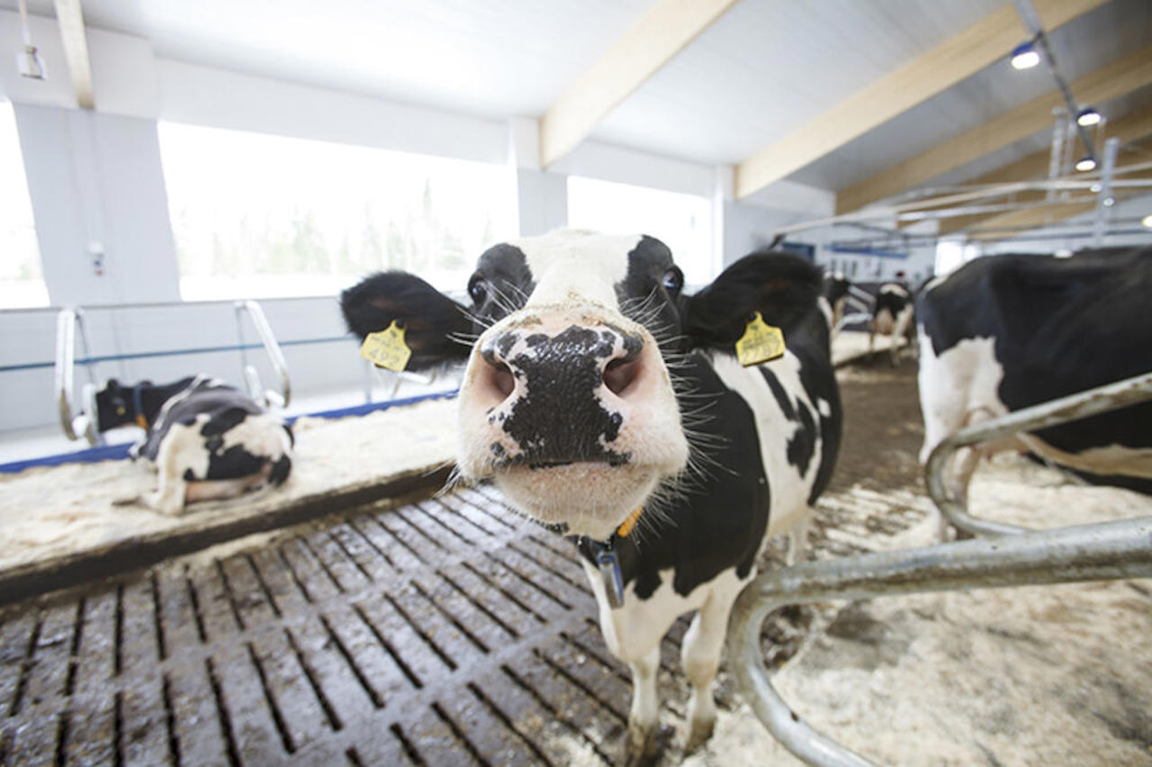 DeLaval BCS - DeLaval