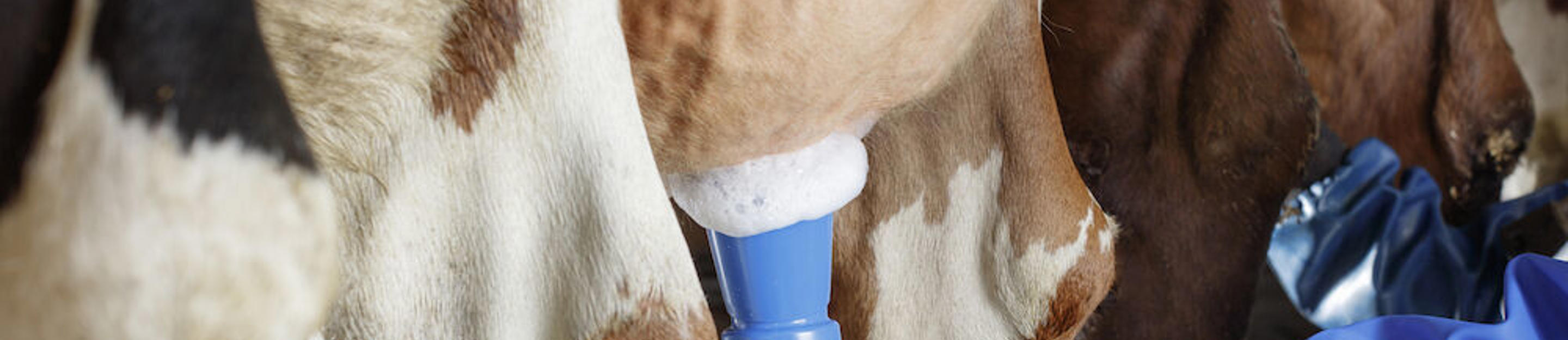 Vaahdotuskuppi Biofoam Plus vedinpesuvaahdolle - DeLaval