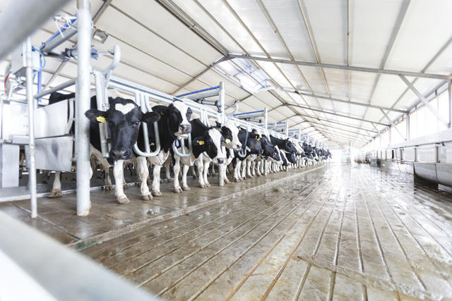 Parallel Milking Parlour