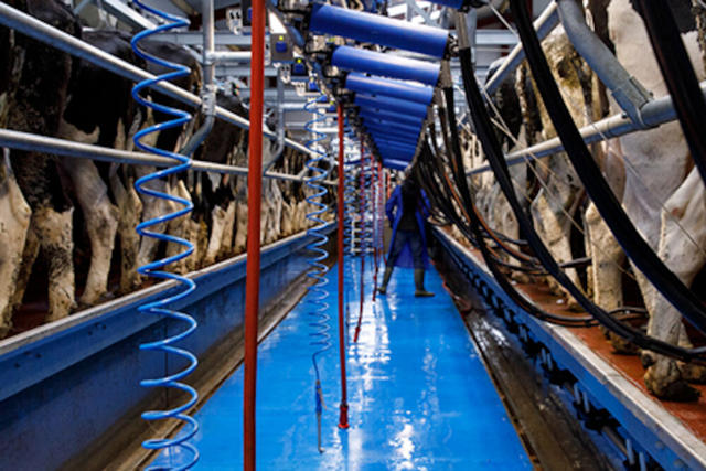 DeLaval Sağımhane sistemi P100 - DeLaval