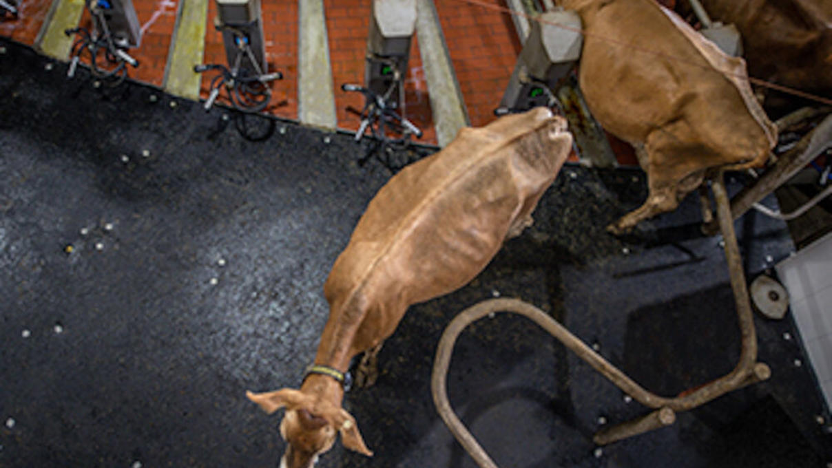 利拉伐转盘式挤奶系统旗舰 E500 - DeLaval