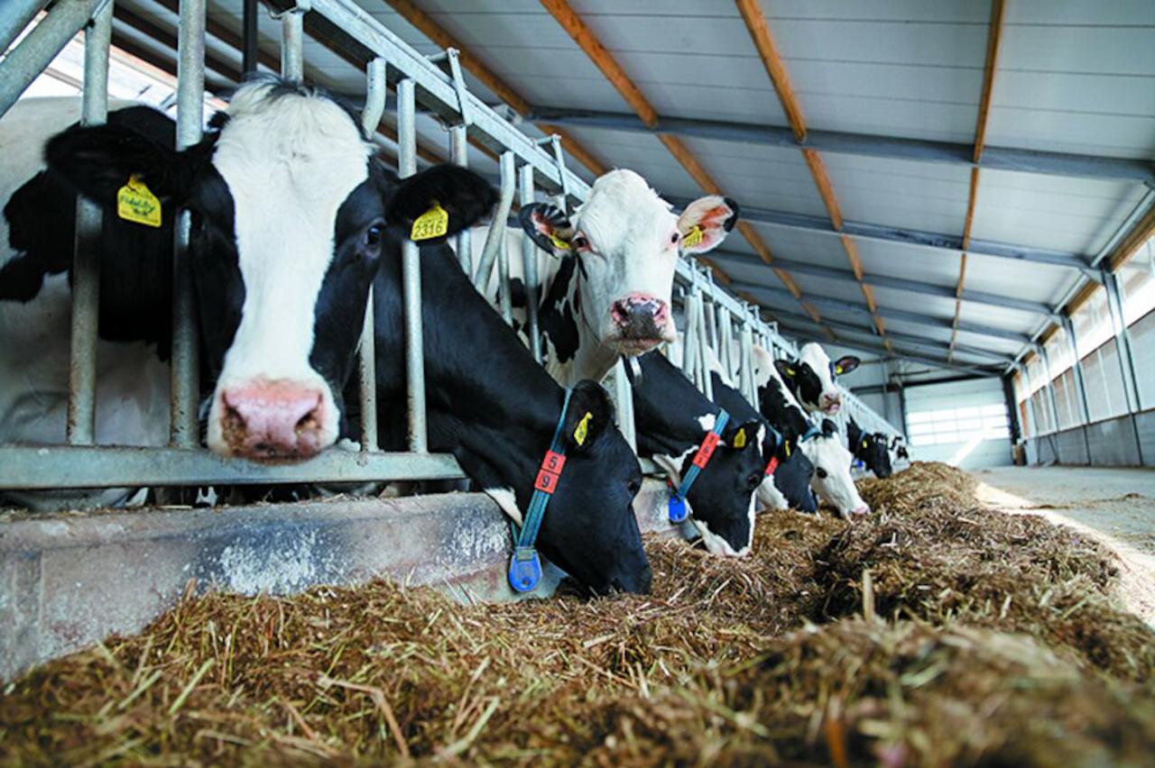 Better feed efficiency - DeLaval