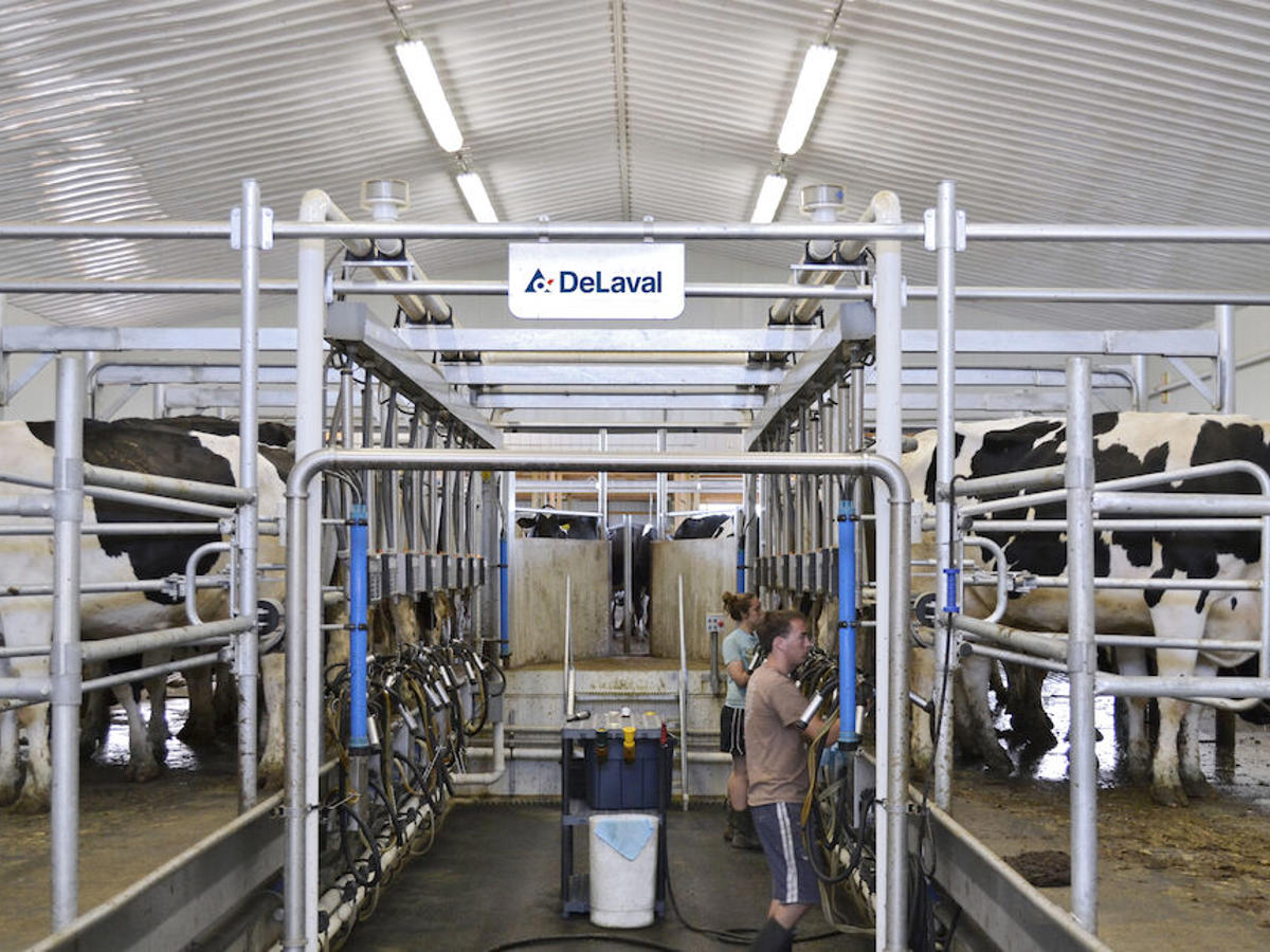 DeLaval herringbone parlor HB50 - DeLaval
