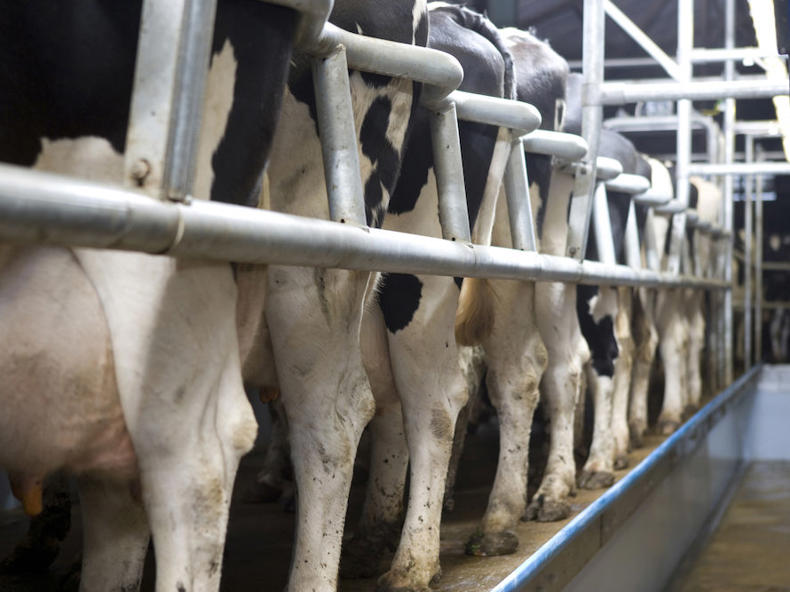 DeLaval herringbone parlour HB50 - DeLaval