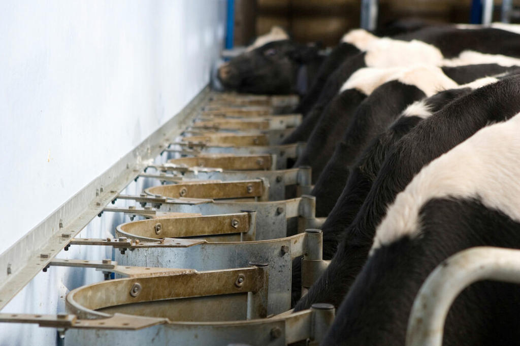 Salle de traite en épi DeLaval HB50 - DeLaval