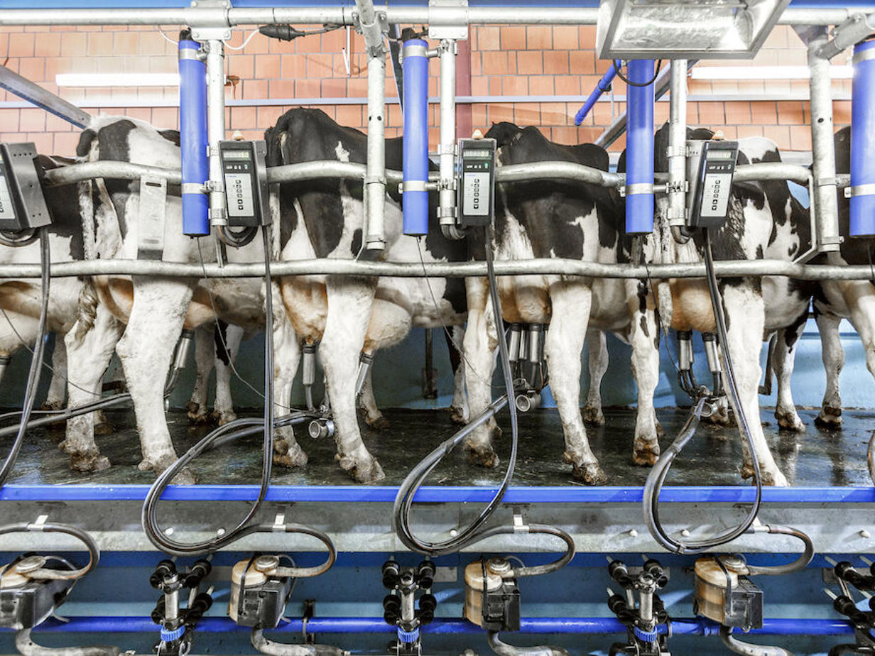 DeLaval herringbone parlour HB50 - DeLaval