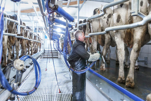 Delaval Milking Parlour