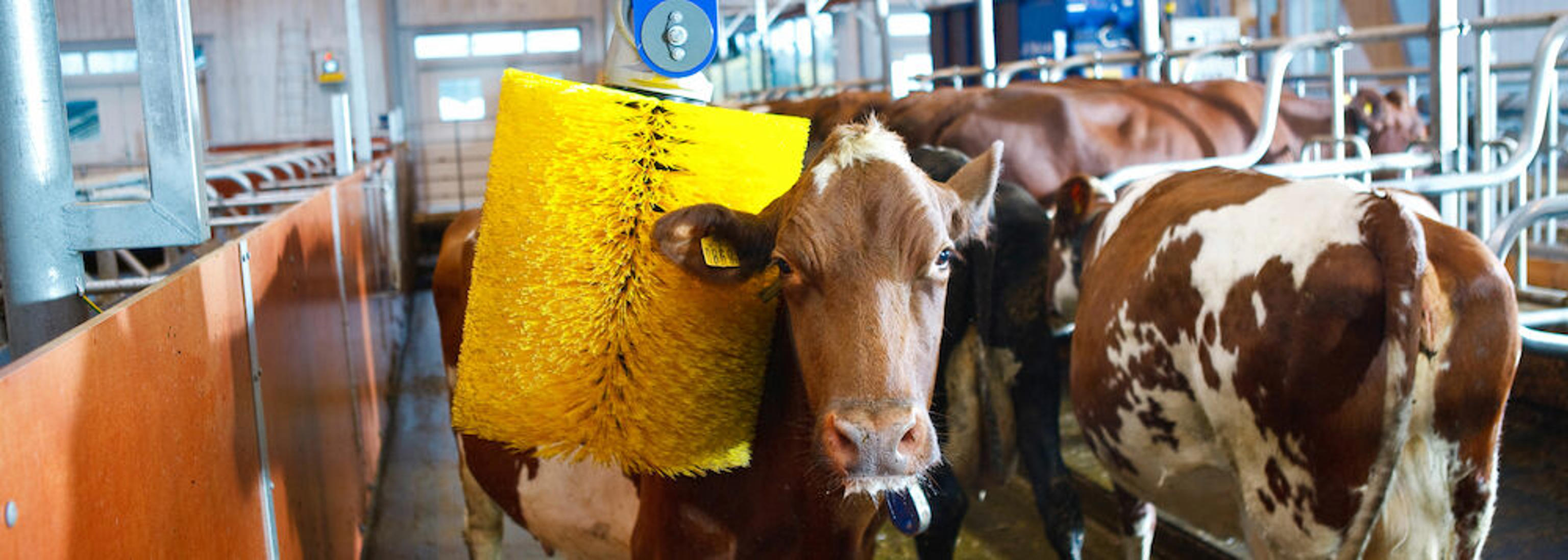 DeLaval Swinging Cow Brush - DeLaval