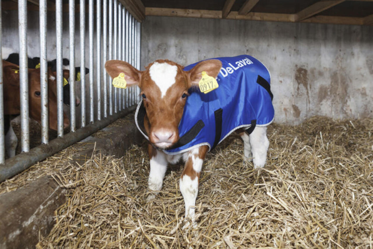 Calf coat - DeLaval