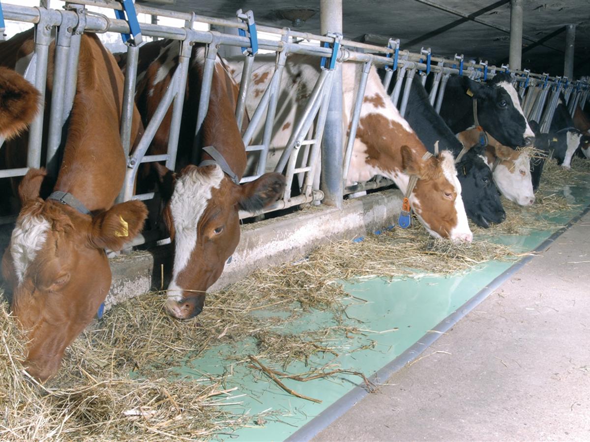 Futtertischbelag FTC - DeLaval