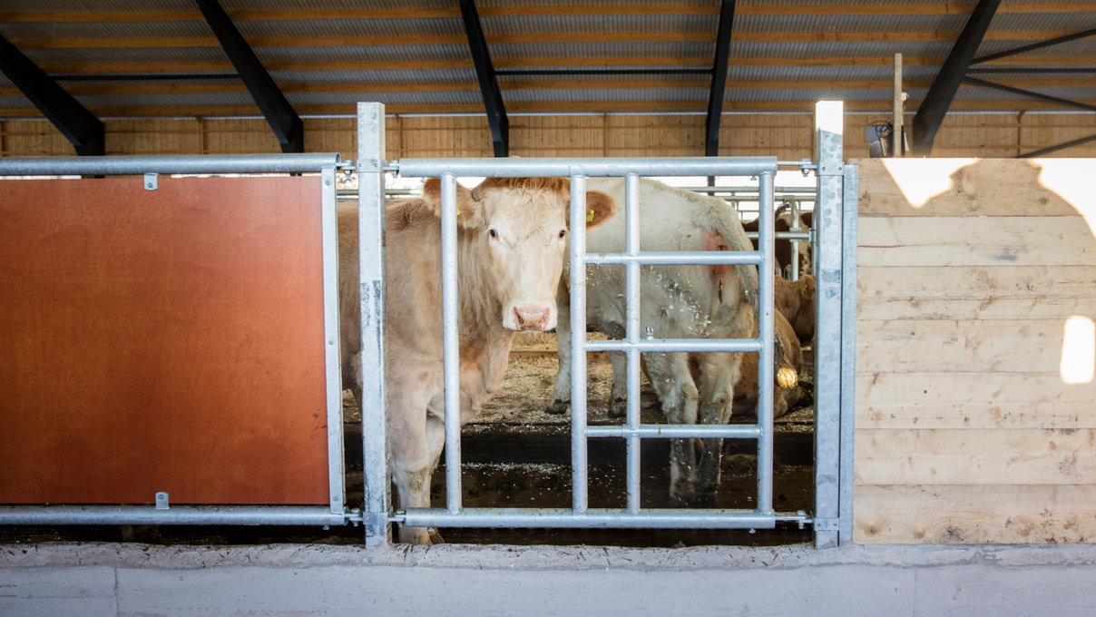 Innredning for bedre dyrevelferd | DeLaval Norge
