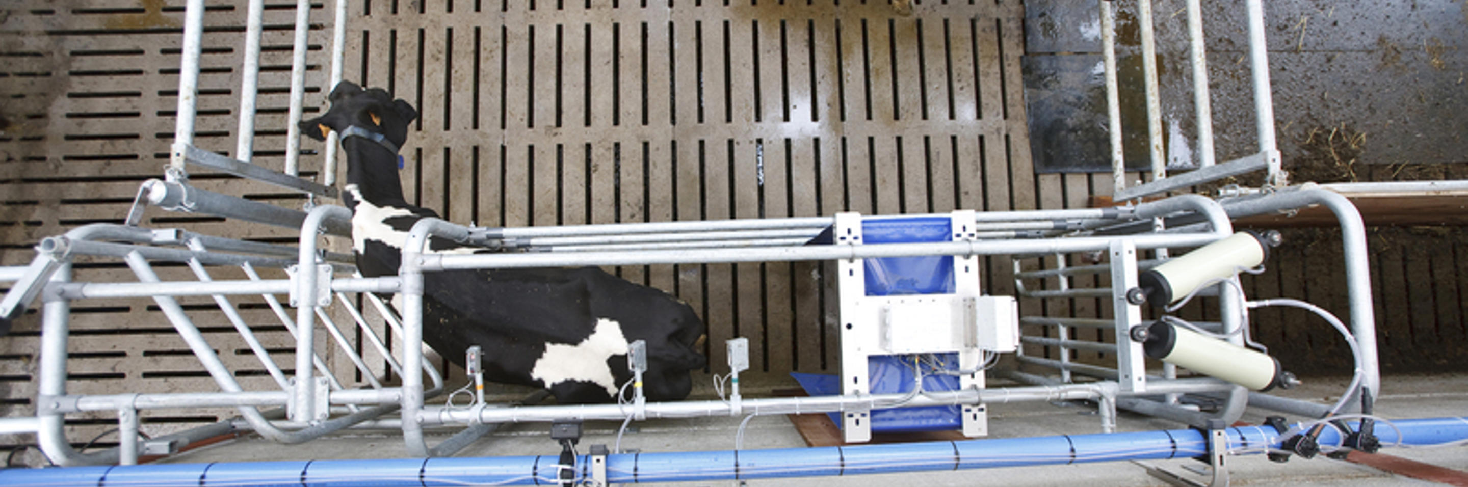 Cow Traffic - DeLaval