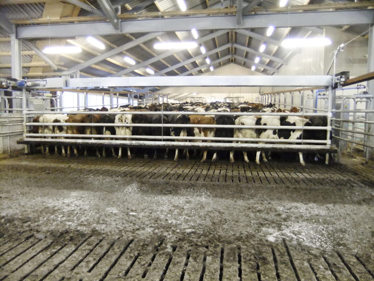 Empujadores de vacas de DeLaval - DeLaval