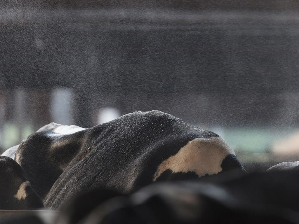 Ventiladores para granjas y Cow Cooling