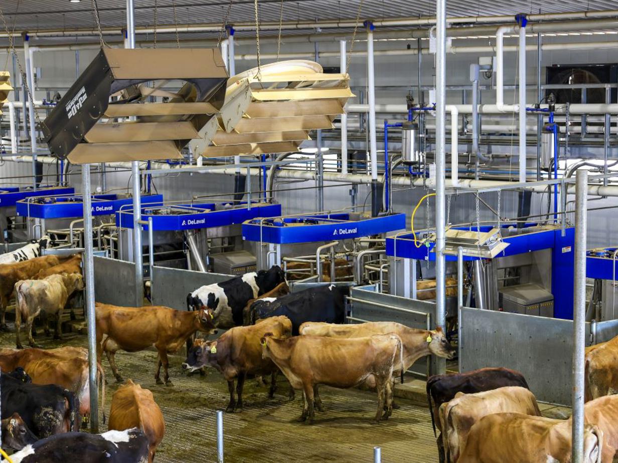 Rancho Pepper Farm - Dublin, Texas, USA - DeLaval