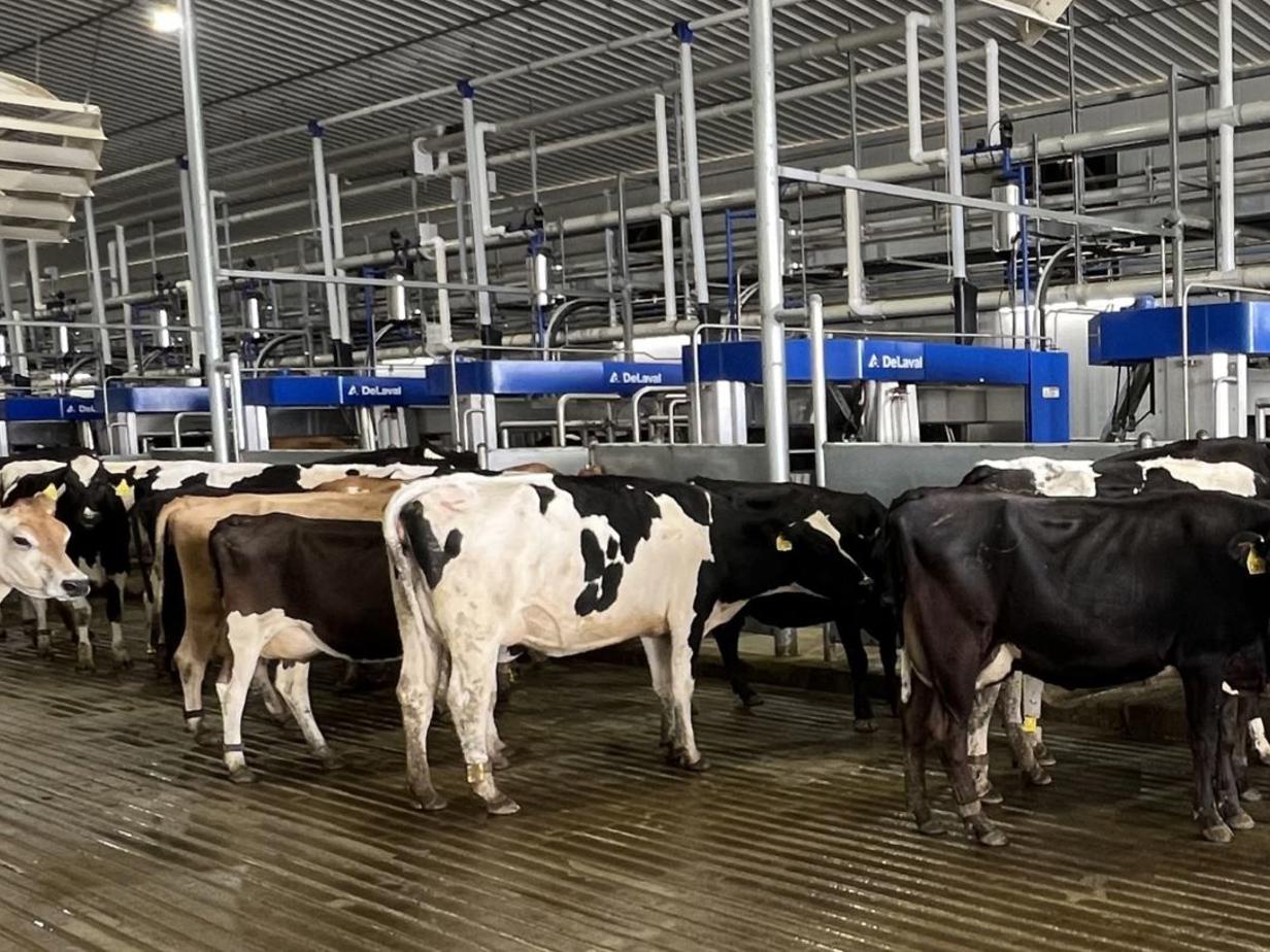 Rancho Pepper Farm - Dublin, Texas, USA - DeLaval