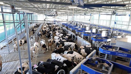 DeLaval VMS™ Batch Milking — Batch Milking with Robots