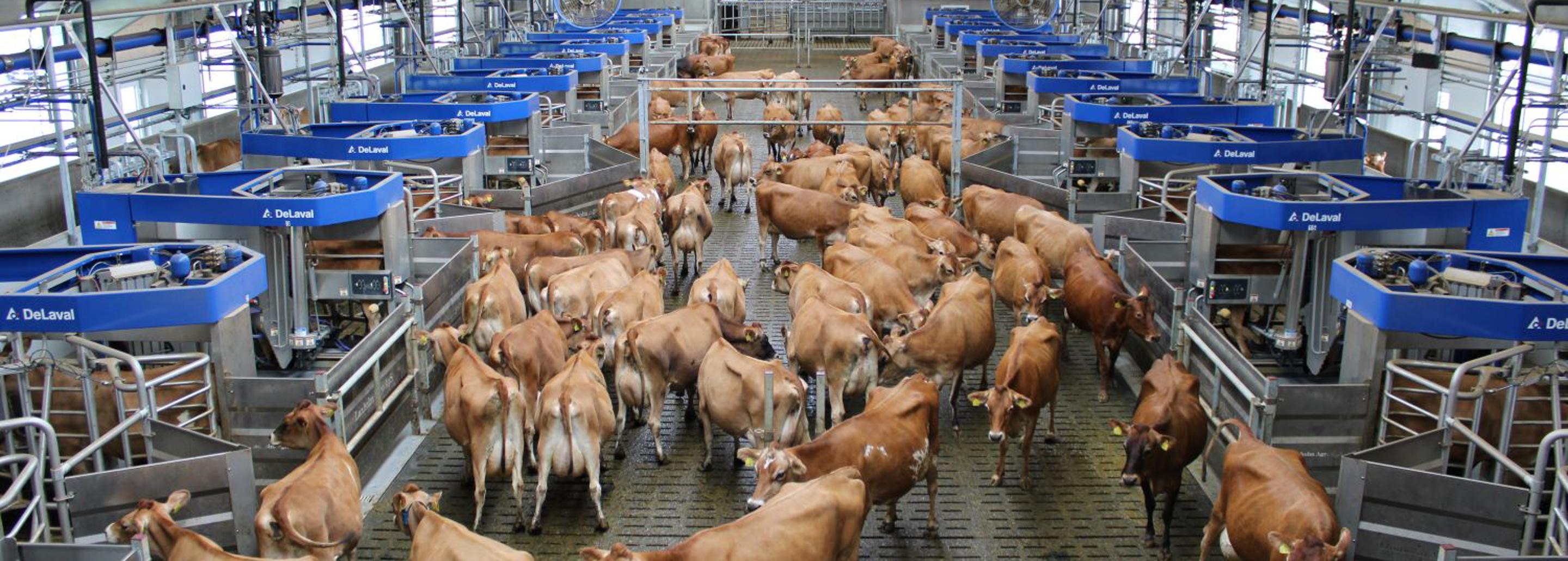 DeLaval VMS Batch Milking - DeLaval