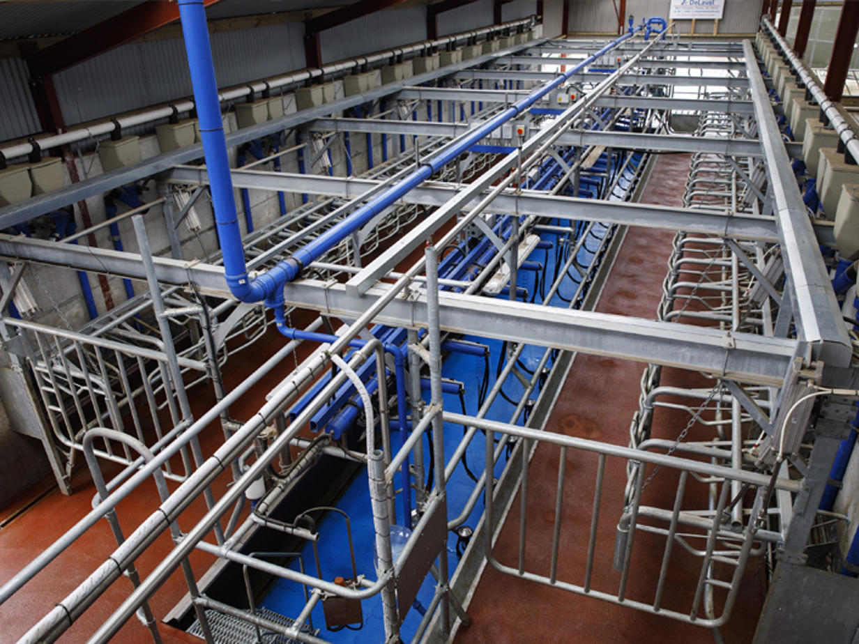 DeLaval introduce new parallel parlour system P100 - DeLaval