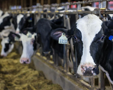 delaval vms problems