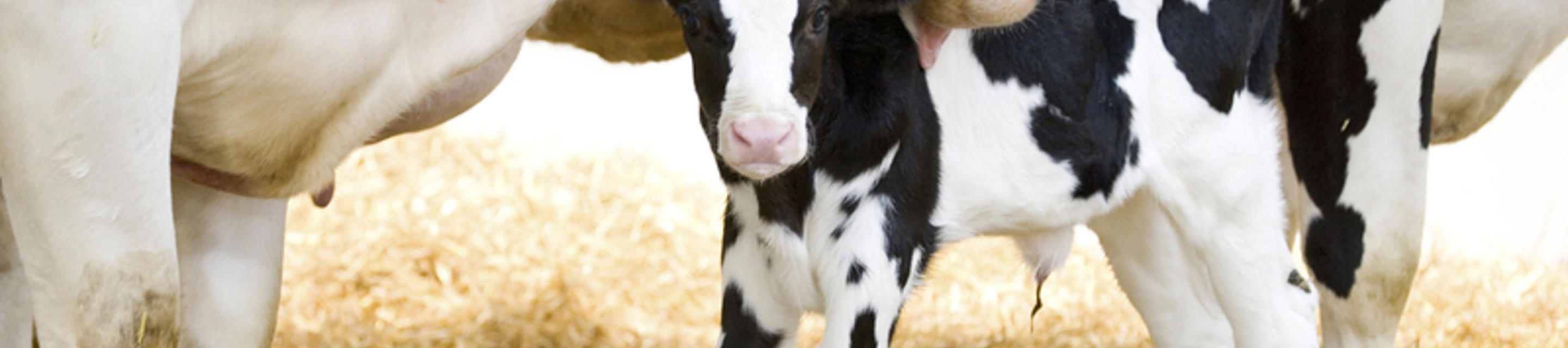 DeLaval annonce un nouvel ajout à sa gamme de systèmes de traite ...